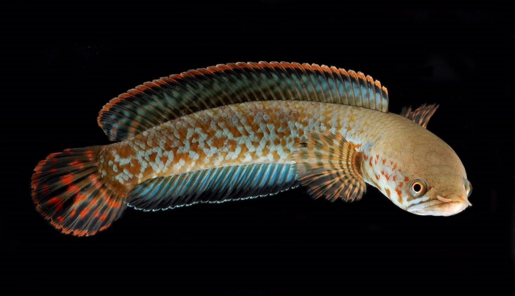 Snakeheads: bringing order into identification chaos - Lee Kong Chian ...