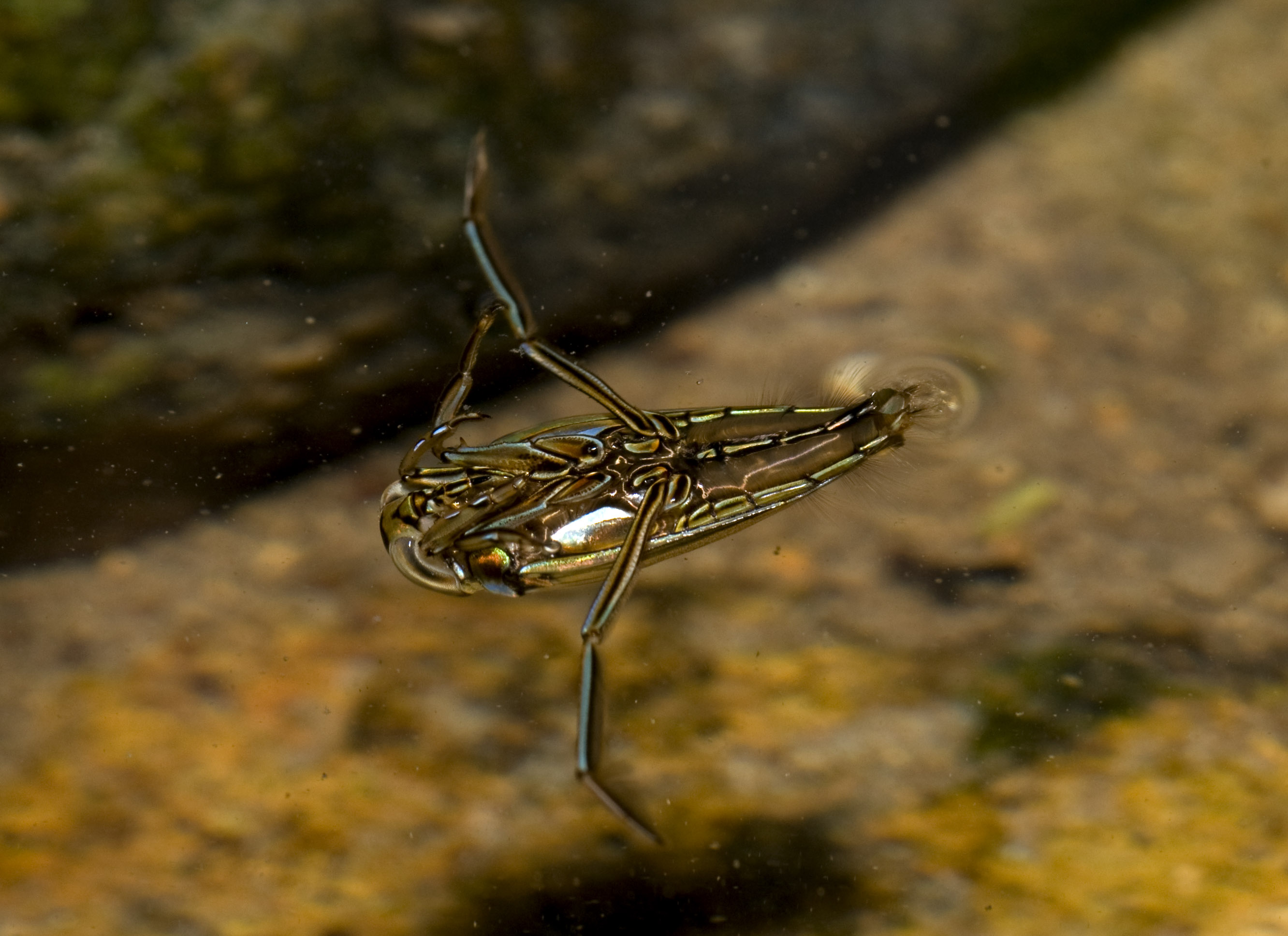 Visiting Scientist Feature: Dr. Tran Anh Duc - Lee Kong Chian Natural ...