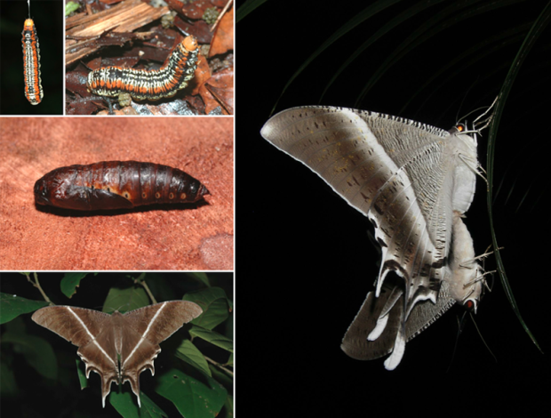 Swallowtail moth (Lyssa zampa) in Singapore Biodiversity Records | Lee ...