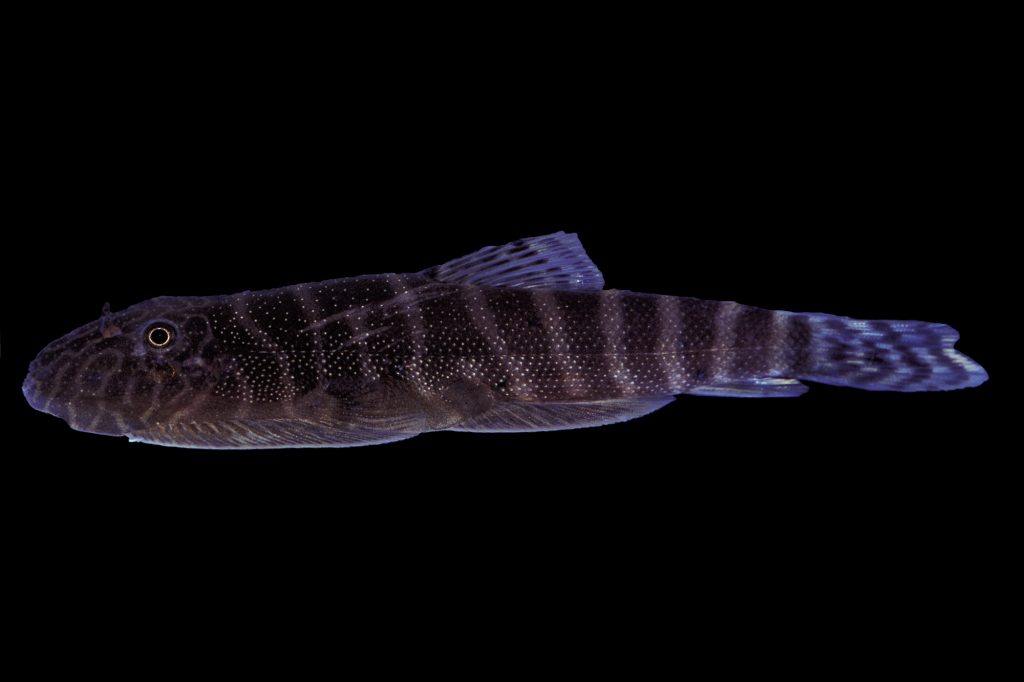 New Checklist of Freshwater Fishes of Brunei | Lee Kong Chian Natural ...