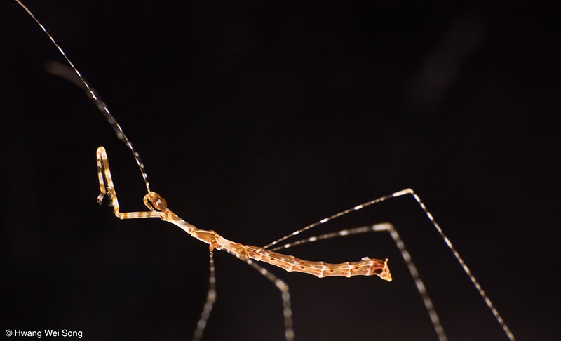 New findings on the fore-leg evolution of assassin bugs | Lee Kong ...