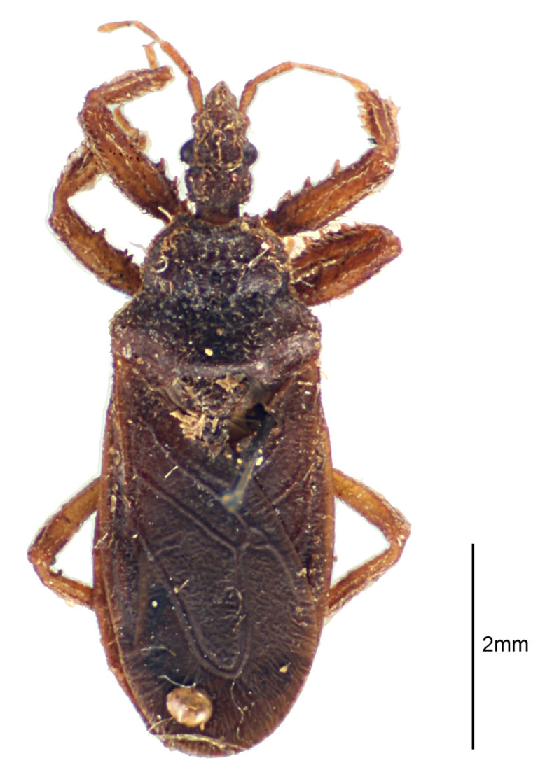 An Eye-Popping Discovery in Southeast Asian Assassin Bug Biodiversity ...