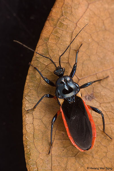 New findings on the fore-leg evolution of assassin bugs | Lee Kong ...