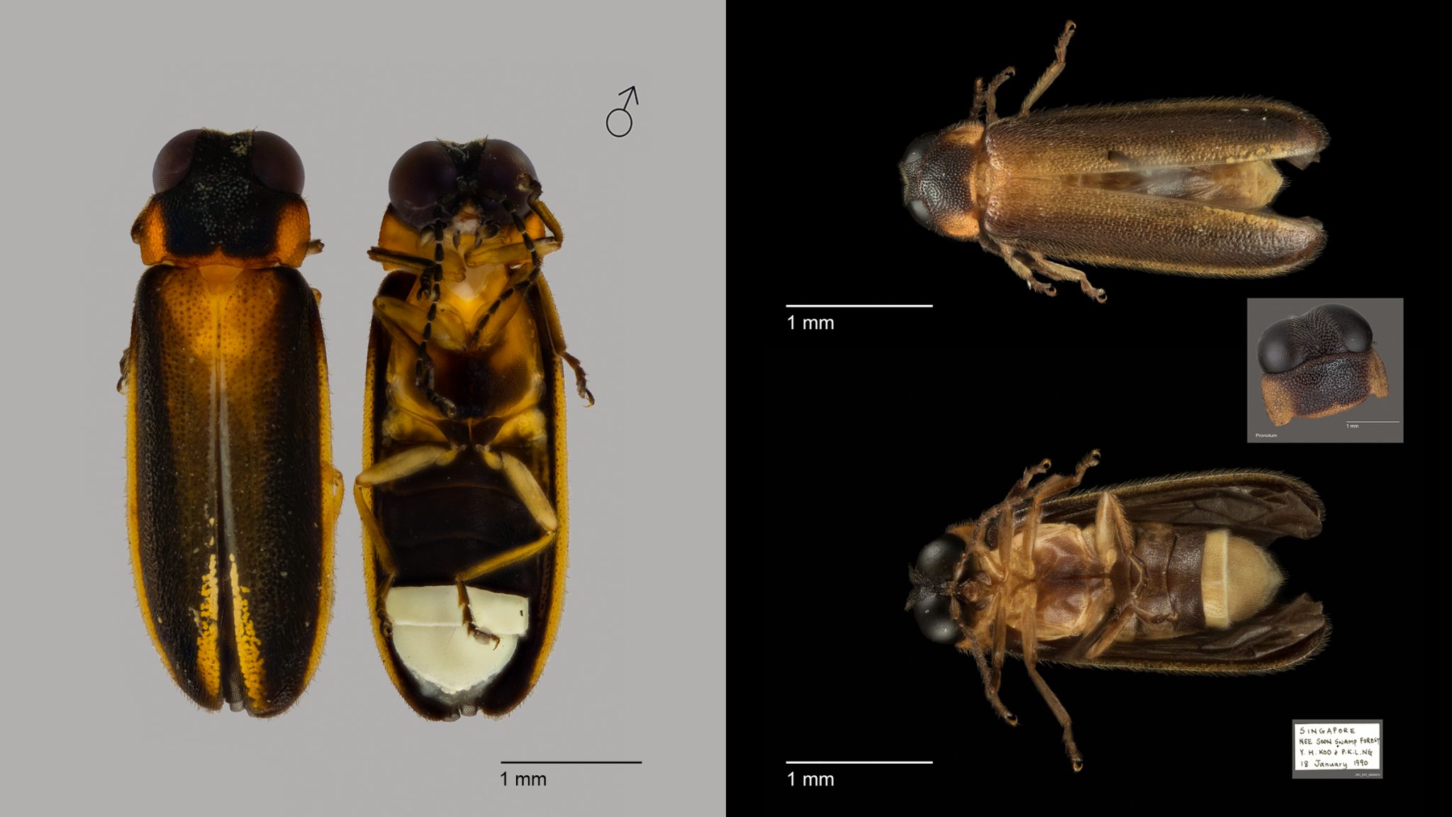 New species of firefly discovered in Singapore | Lee Kong Chian Natural ...