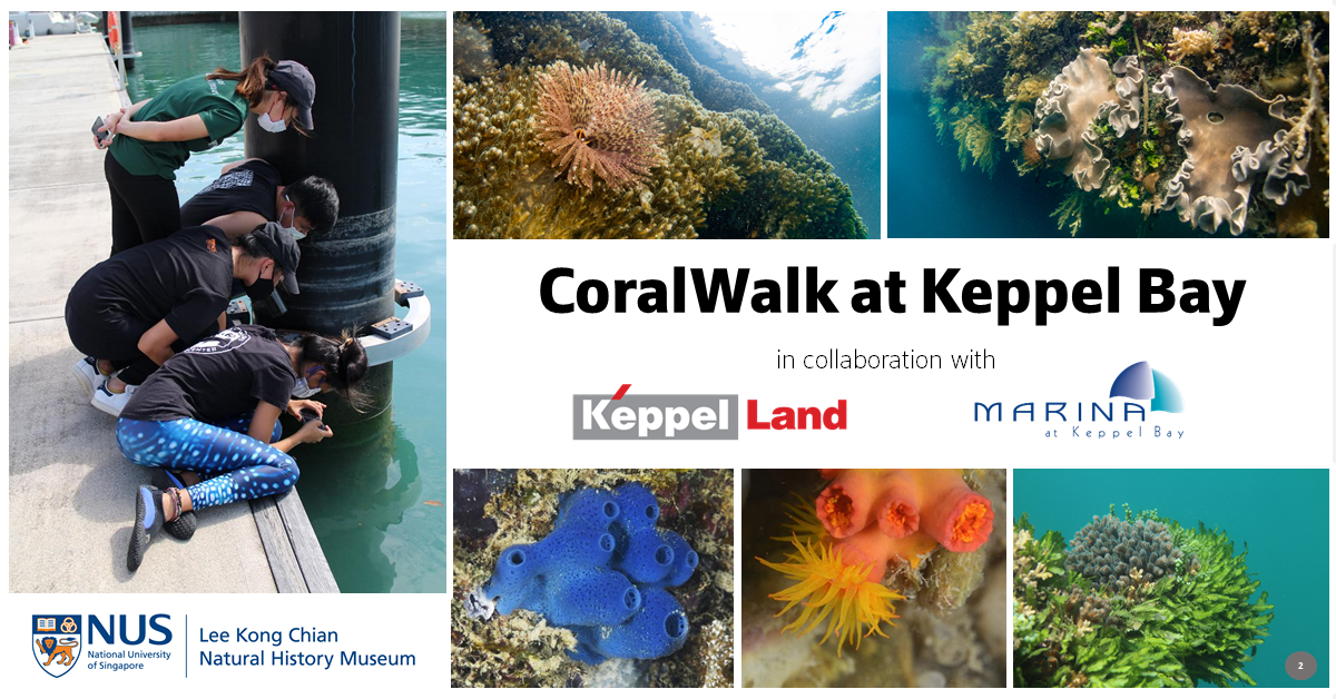 Guided Nature Tours: CoralWalk at Keppel Bay | Lee Kong Chian Natural ...