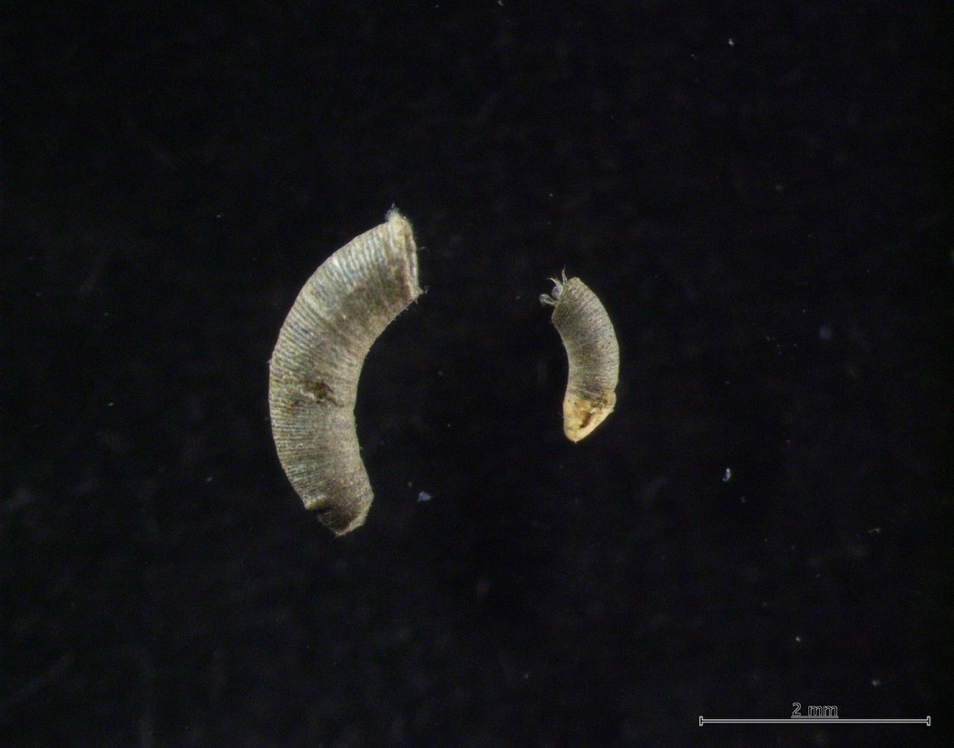 ABYSS 2020: Field Notes in Isolation & an Expedition | Lee Kong Chian ...