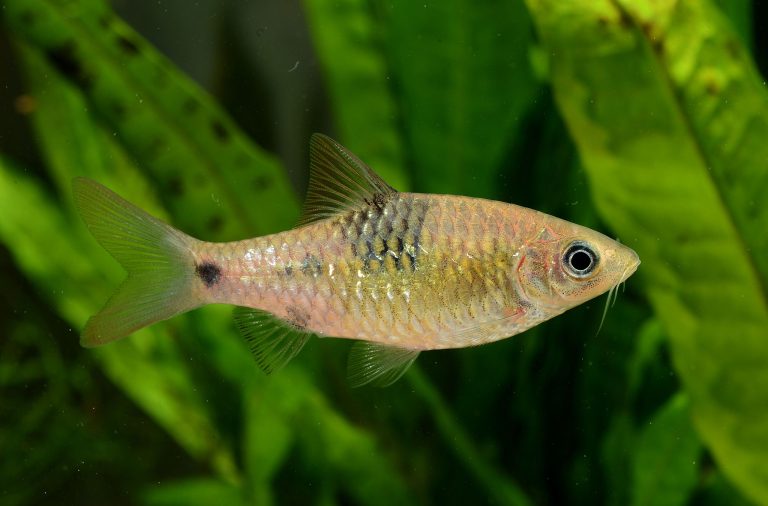 A Bewildering Tale of a Fish & its Doppelgängers | Lee Kong Chian ...