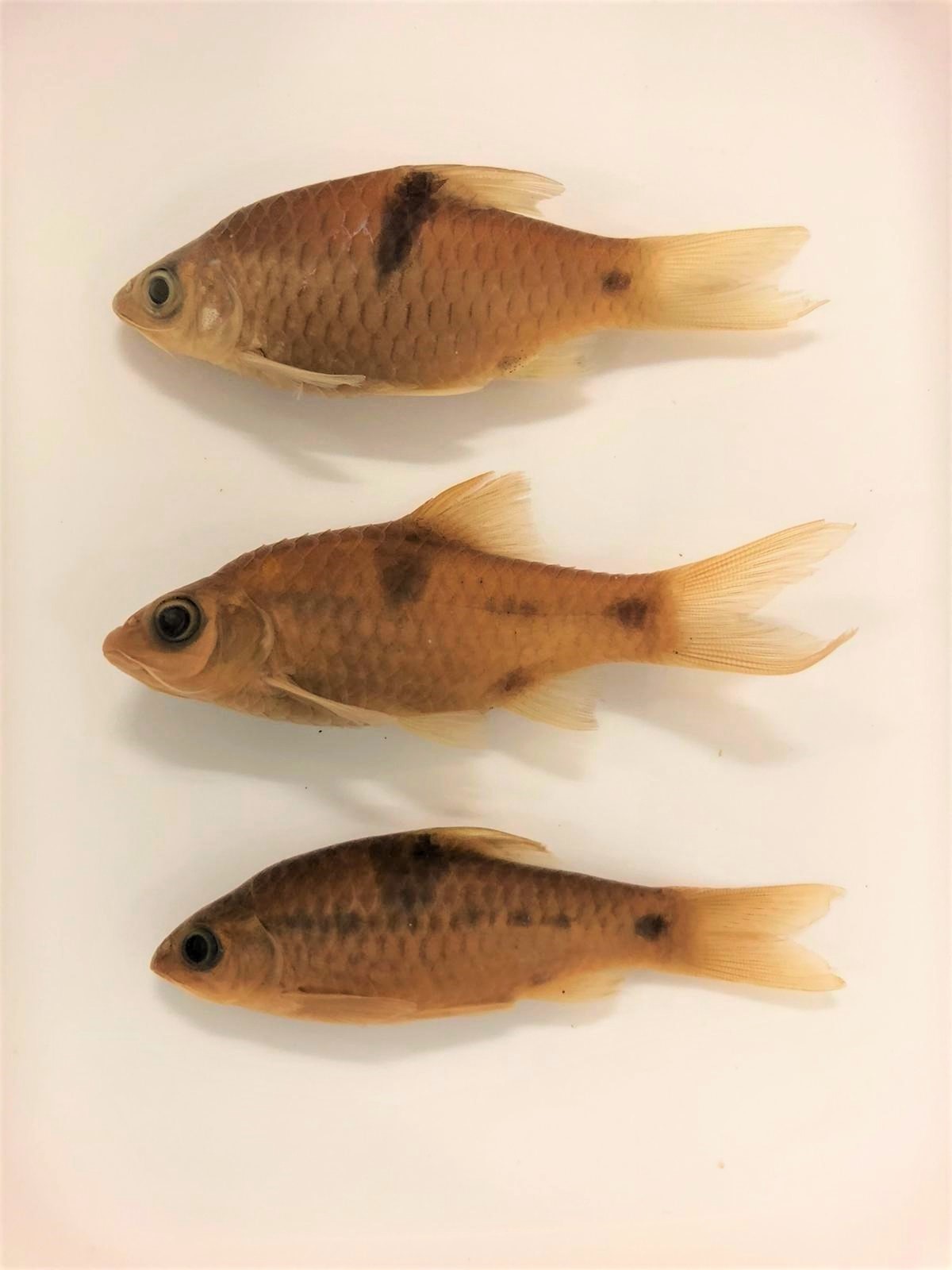 A Bewildering Tale of a Fish & its Doppelgängers | Lee Kong Chian ...