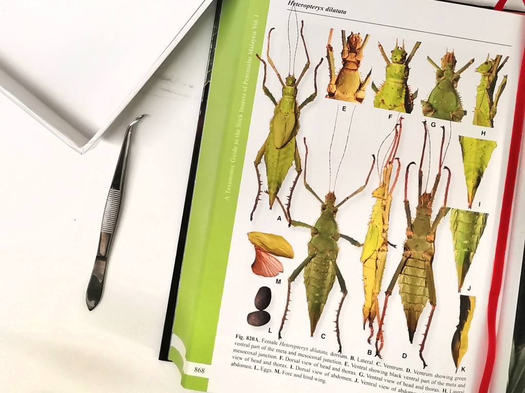 Specialist Surgeon by Day, Expert Entomologist by Night: An Interview ...