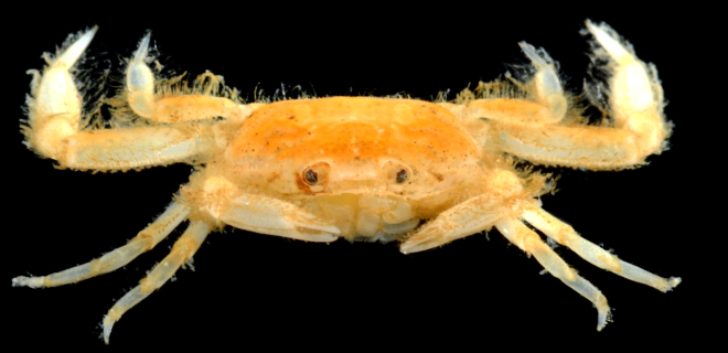 Indopinnixa shellorum, A new species of crab described from Singapore ...