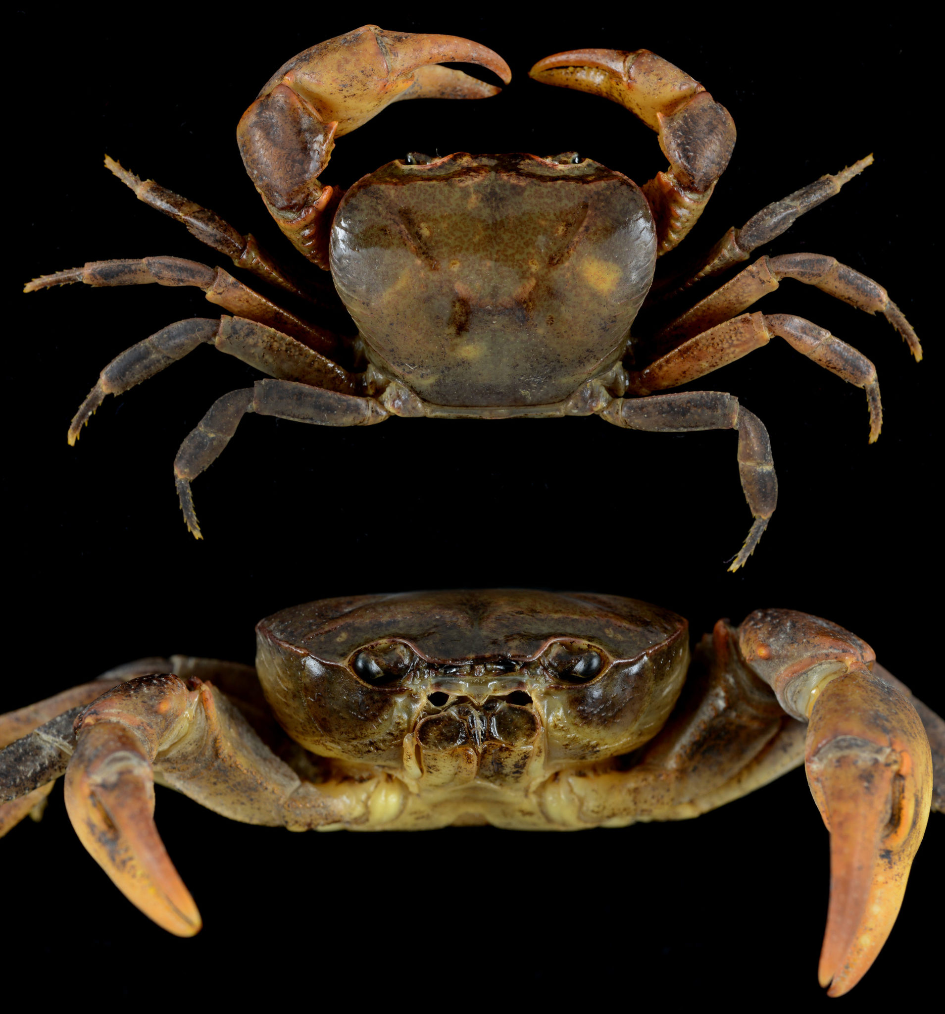 Research Highlights – August 2017 - NUS LKCNHM