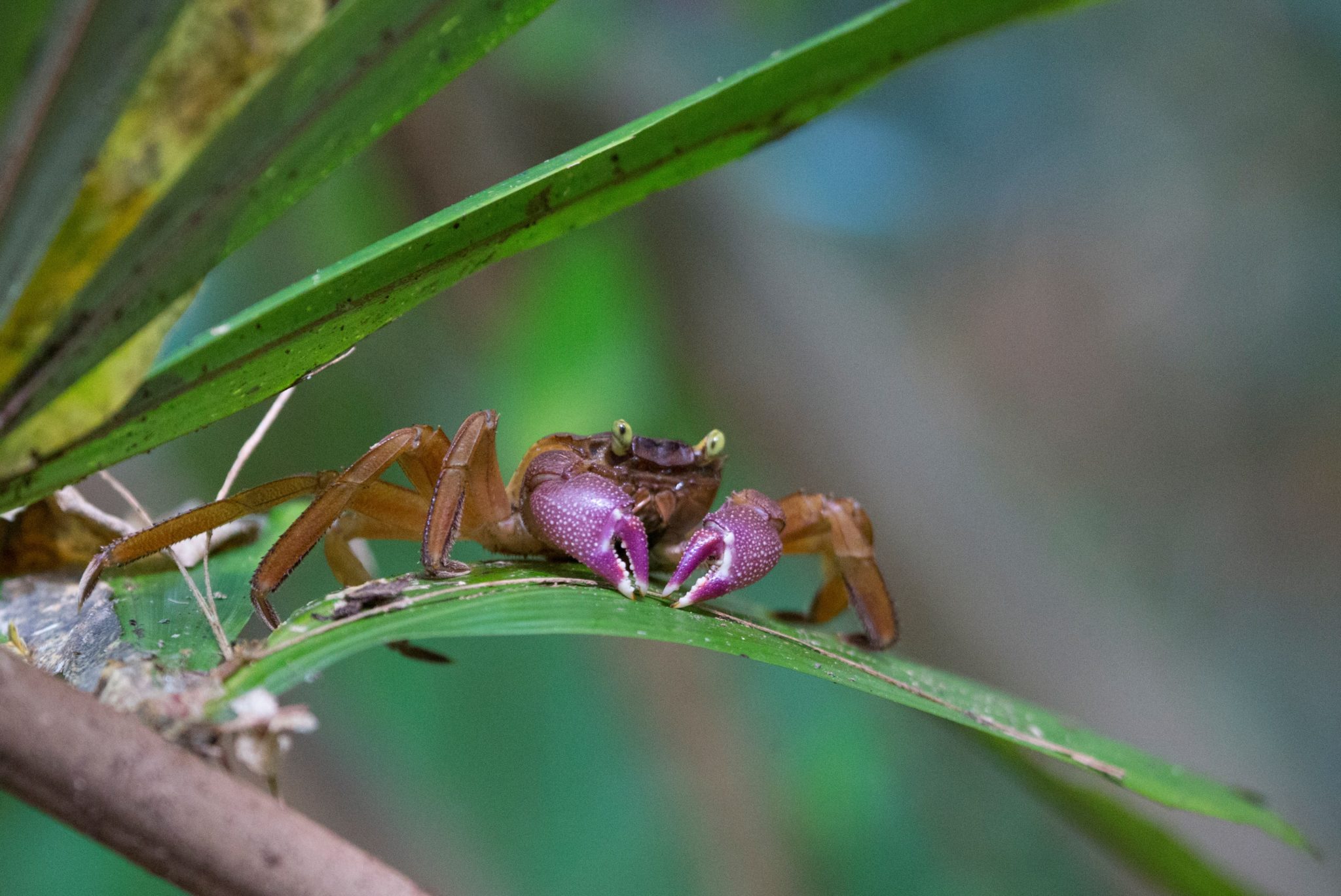 Stories from Christmas Island – The elusive Labuanium vitatum - NUS LKCNHM