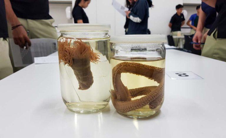 Animal Classification - NUS LKCNHM