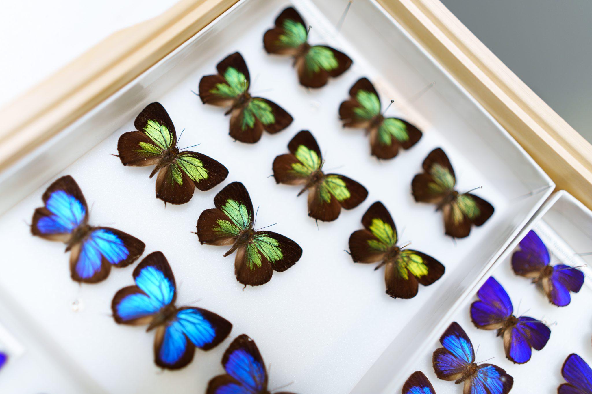 Insects & other Terrestrial Arthropods - NUS LKCNHM