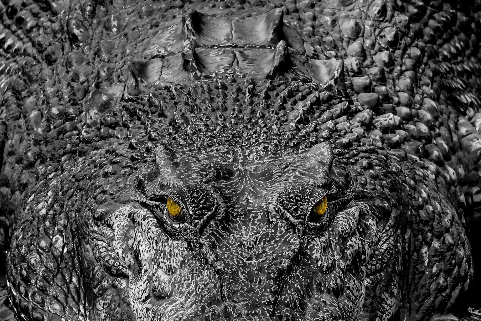 Publications - NUS LKCNHM