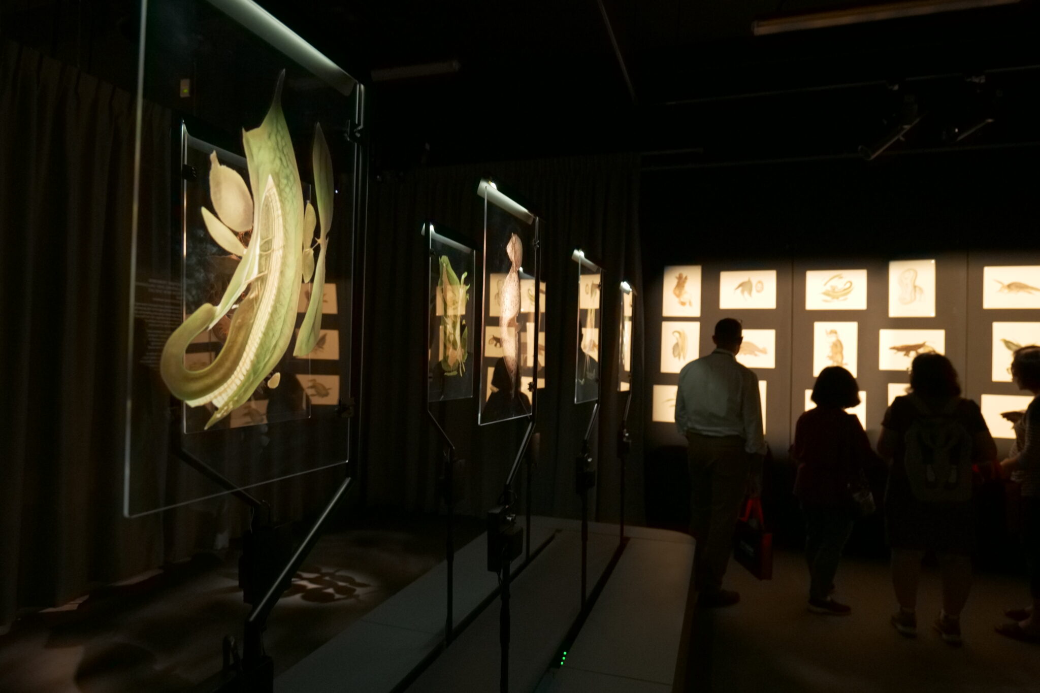 Gallery - NUS LKCNHM